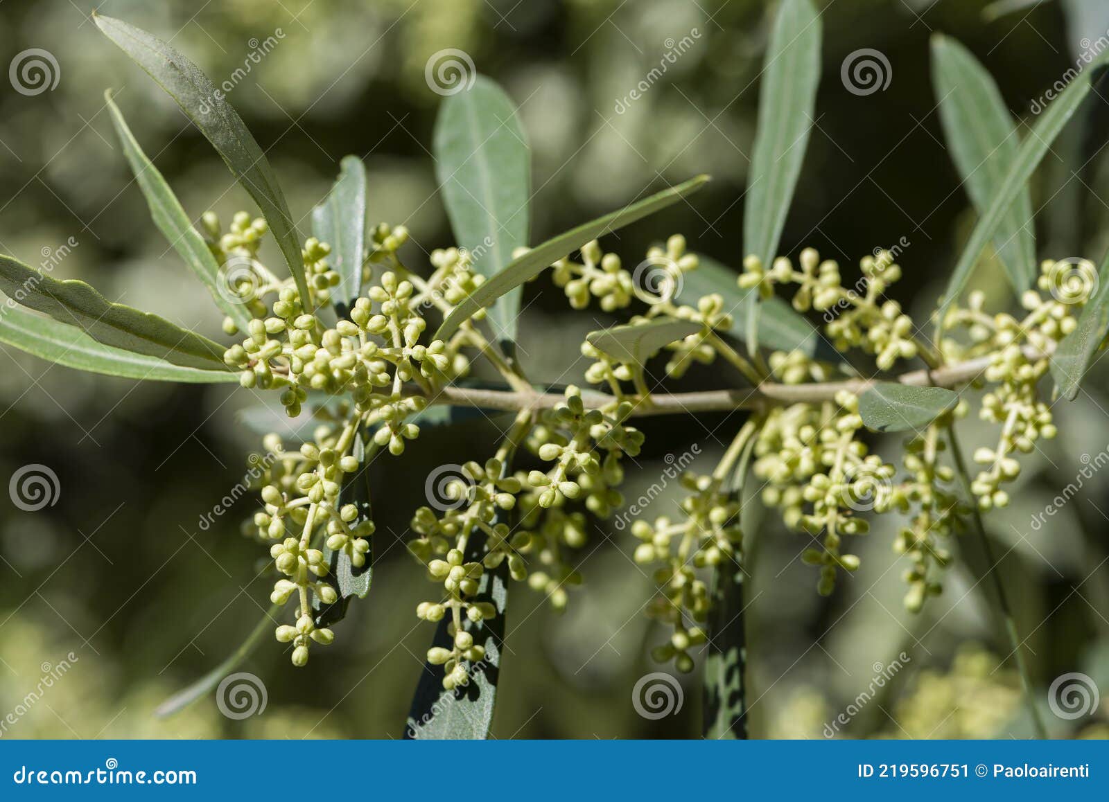 The Flowering Buds of the Olive Tree Stock Image - Image of ...