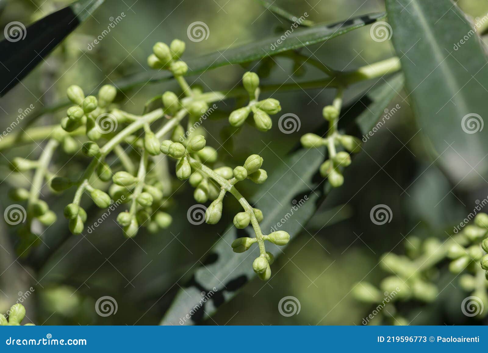 The Flowering Buds of the Olive Tree Stock Image - Image of plant ...