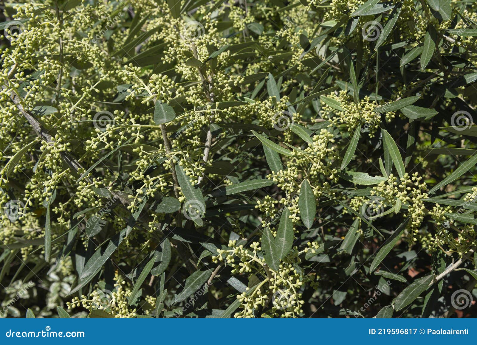 The Flowering Buds of the Olive Tree Stock Image - Image of spring ...