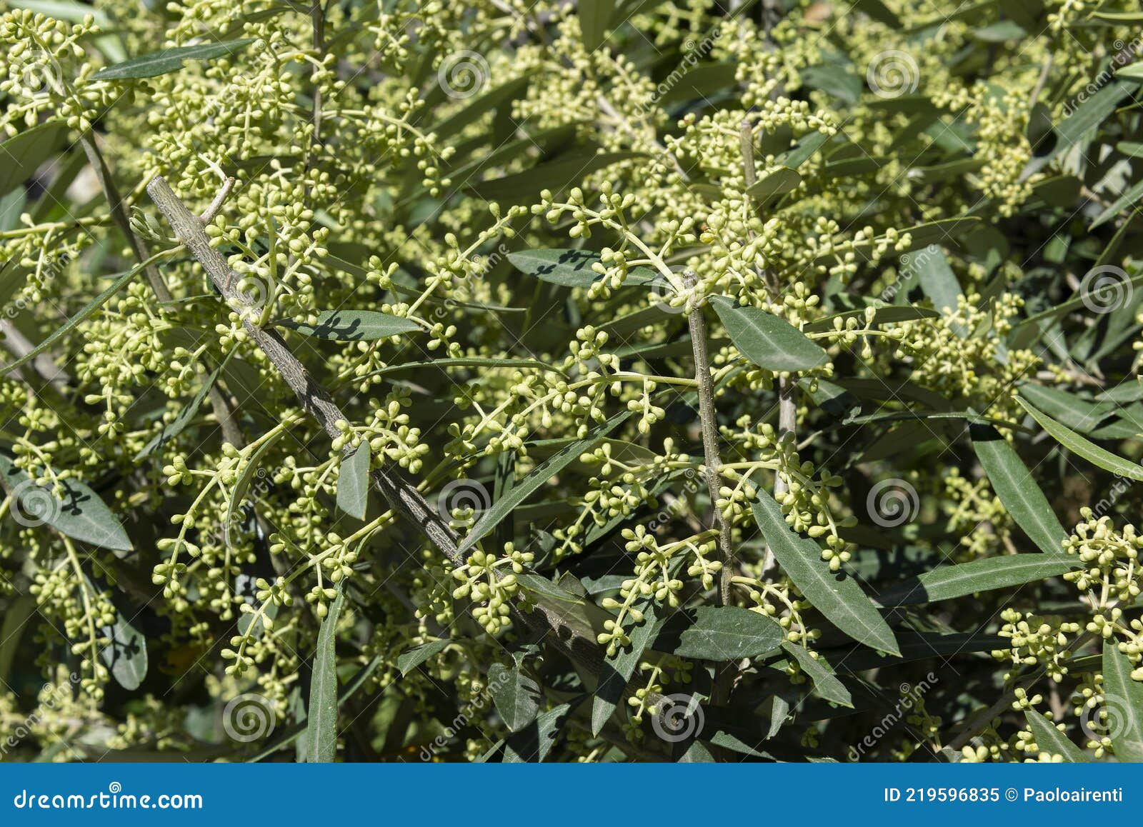 The Flowering Buds of the Olive Tree Stock Image - Image of italy ...