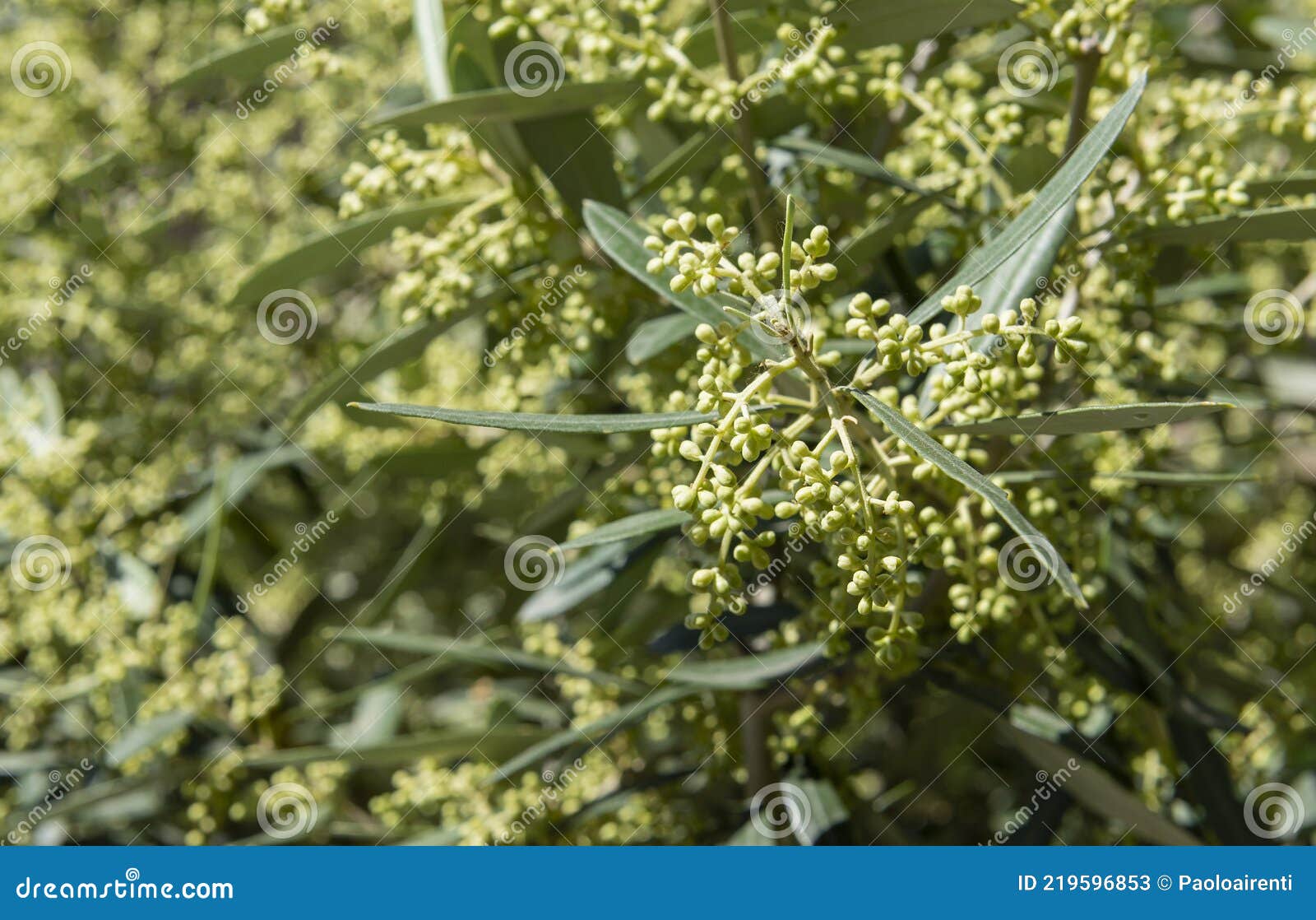 The Flowering Buds of the Olive Tree Stock Image - Image of mignola ...