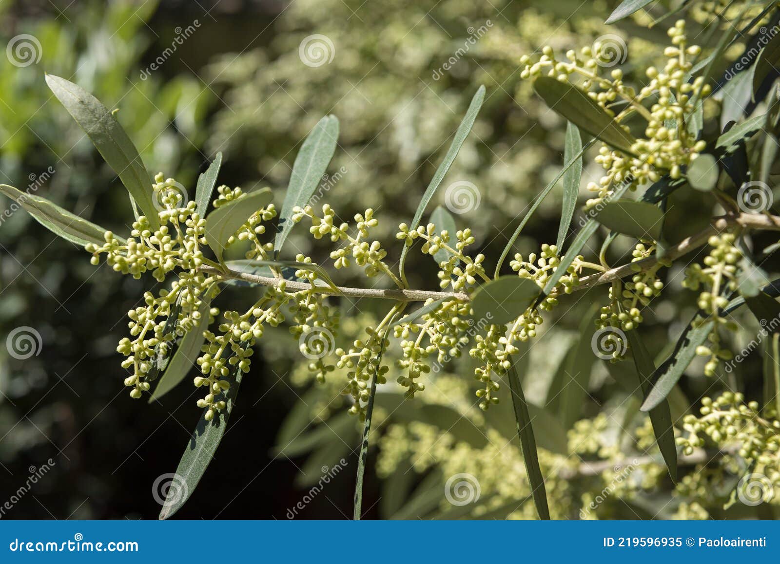 The Flowering Buds of the Olive Tree Stock Image - Image of plant ...