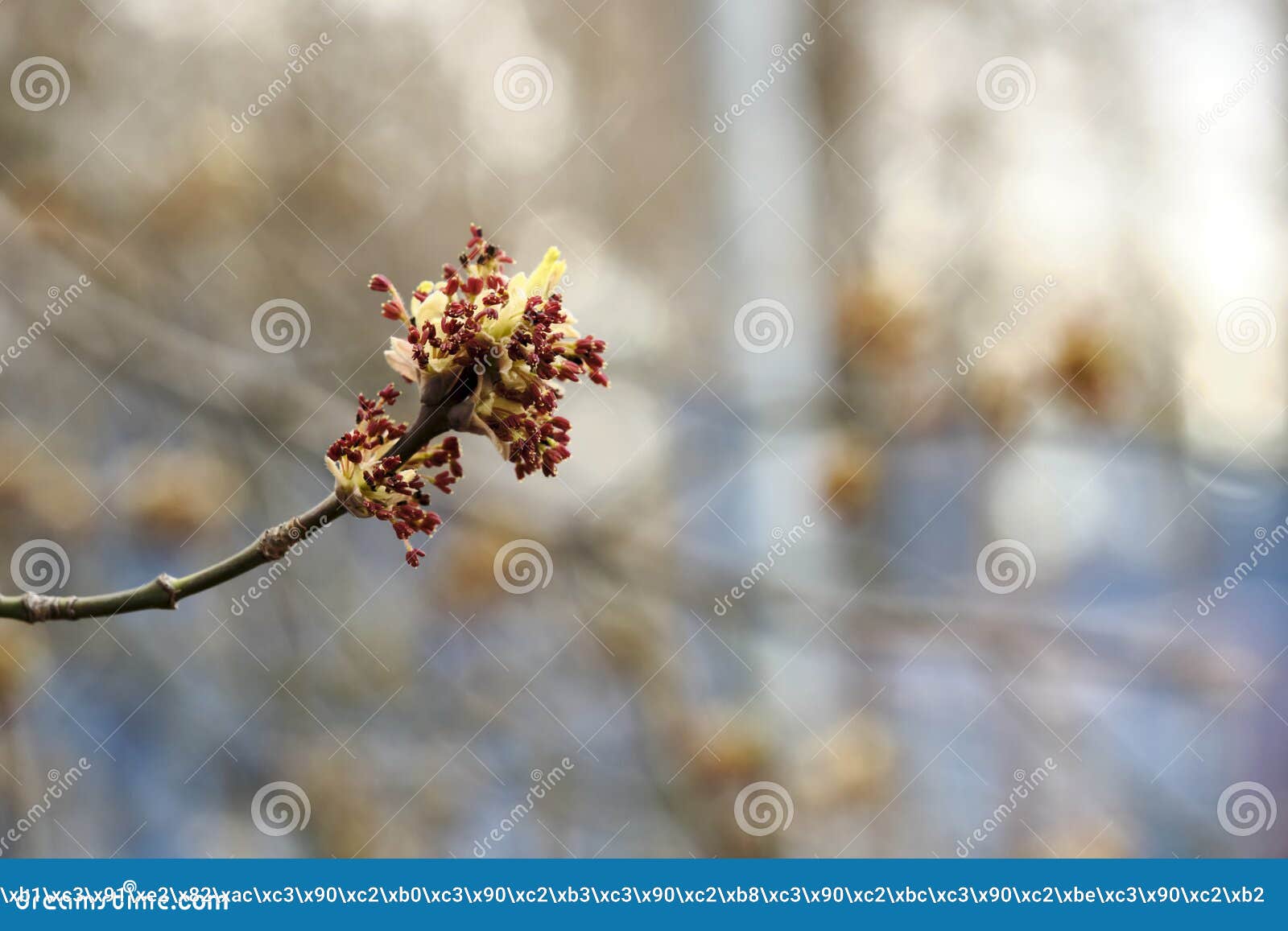 Flowering Buds on a Tree Branch Stock Photo - Image of floral, element ...