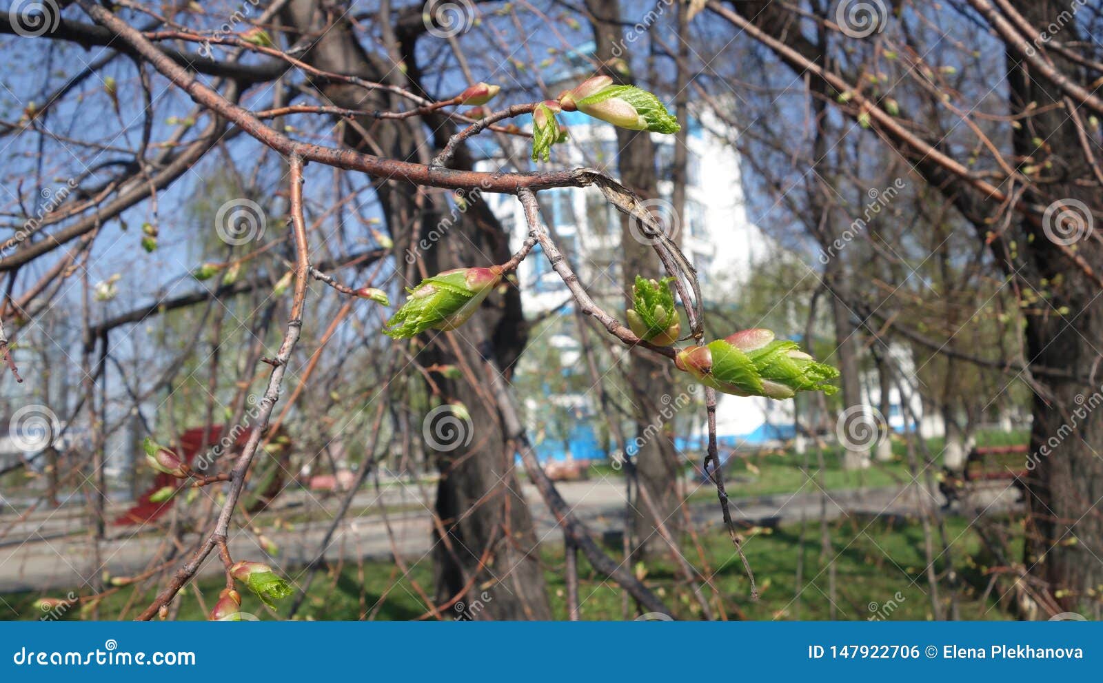 Blossoming Buds on the Tree Stock Photo - Image of blossoming, buds ...