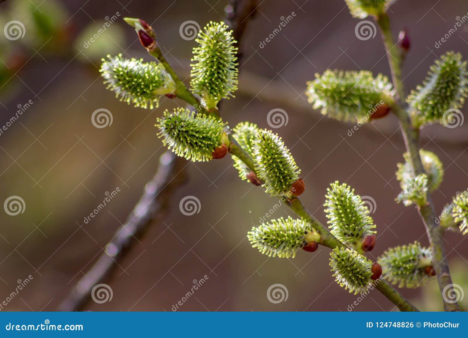 Flowering Buds of Willows in Spring in April Stock Photo - Image of ...