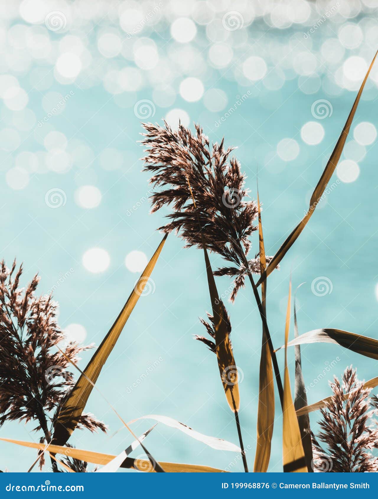 Flowering Bulrush Next To Water Stock Photo - Image of marsh, locations ...