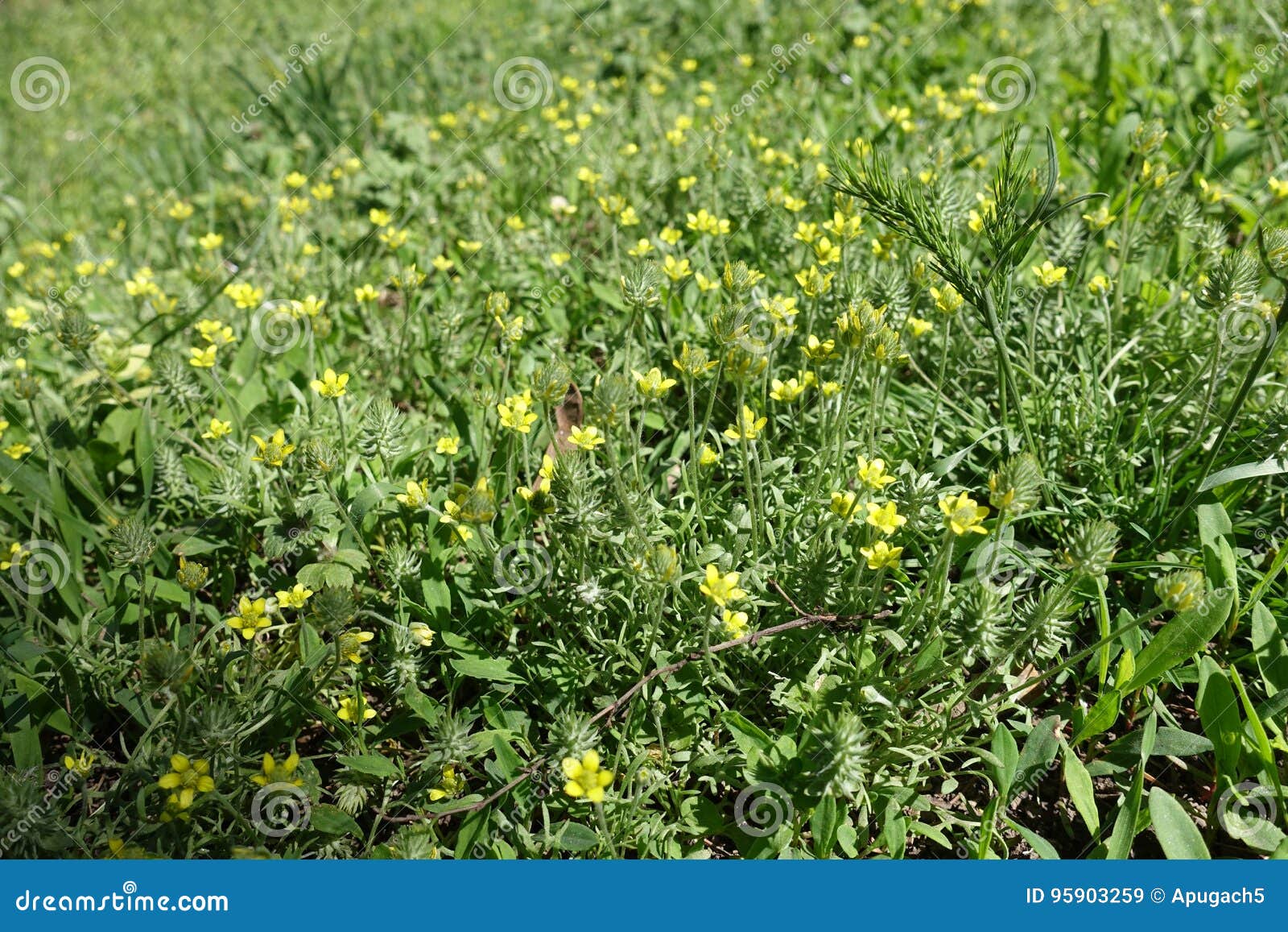 Flowering Bur Buttercup Plants in Spring Stock Image - Image of natural ...