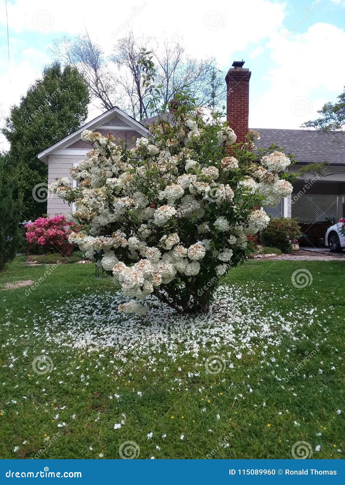 Flowering bush stock photo. Image of outside, flowering - 115089960