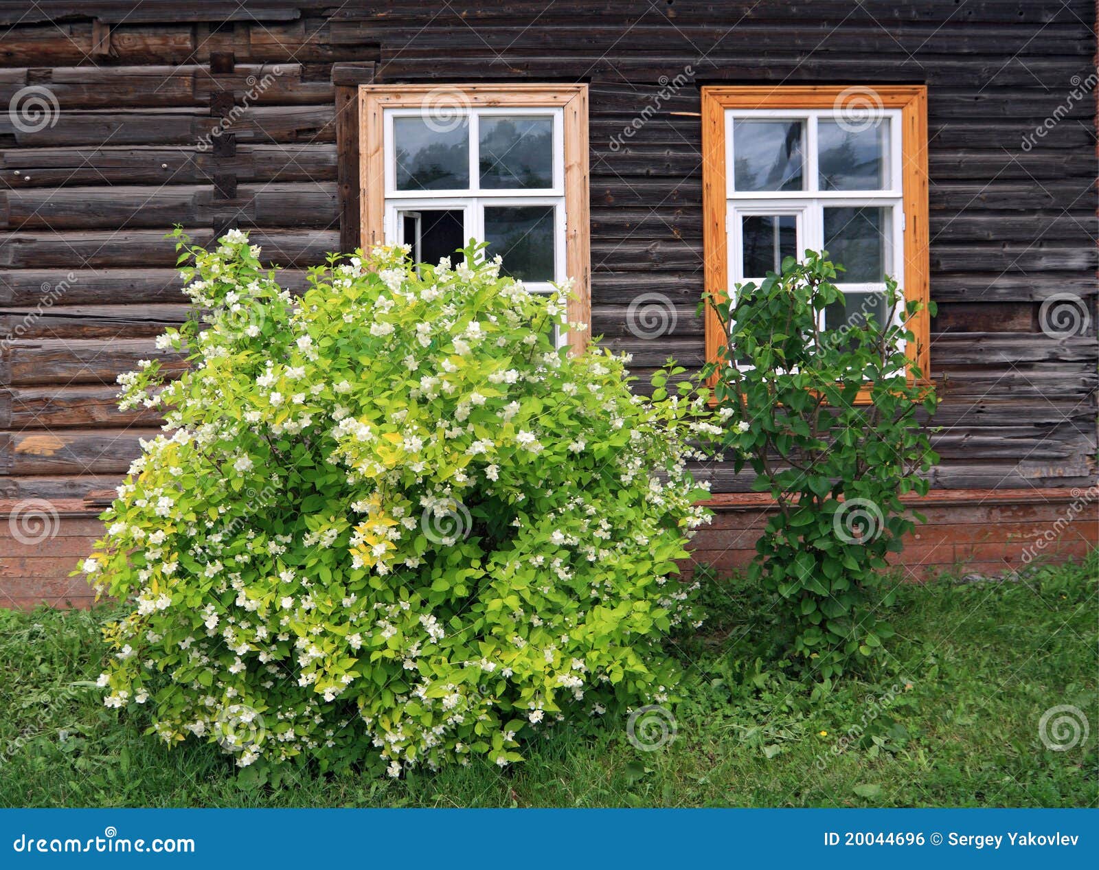 Flowering bush stock photo. Image of plank, green, ornate - 20044696