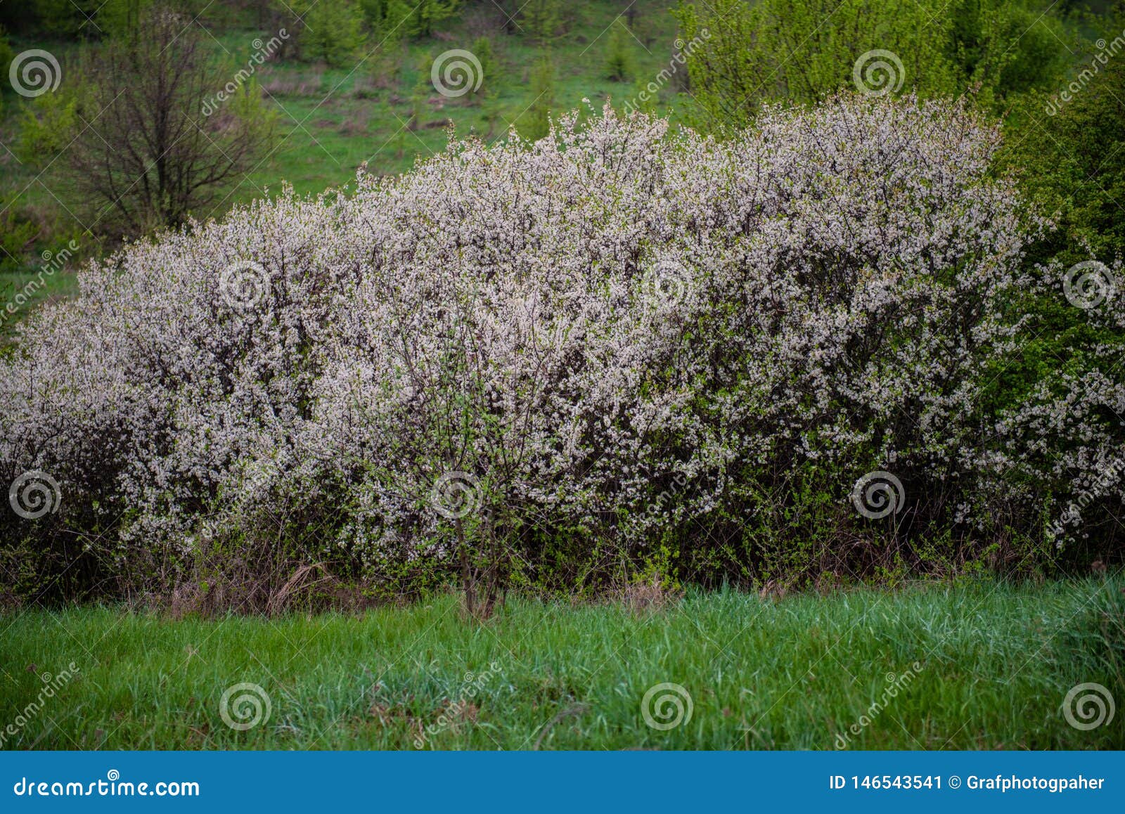 Flowering Bush Blackthorn in the Meadow Stock Image - Image of green ...