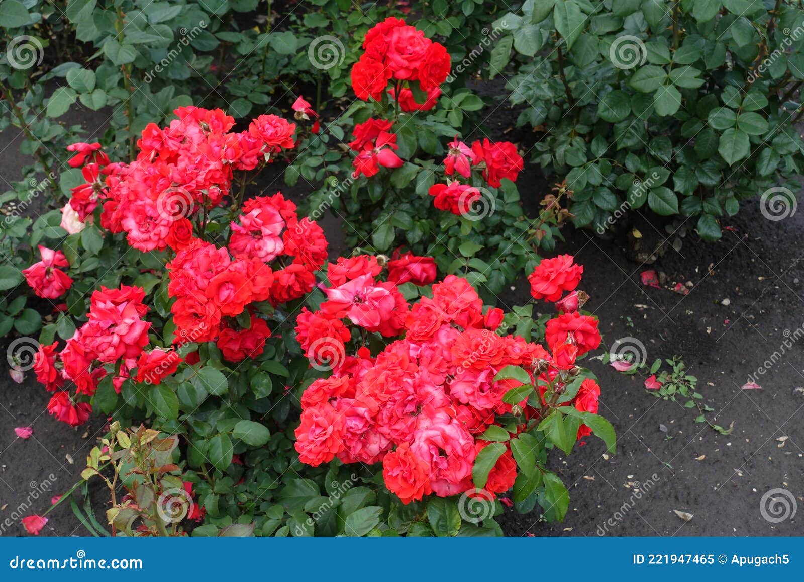 Flowering Bush of Bright Red Roses Stock Image - Image of bush, bloom ...