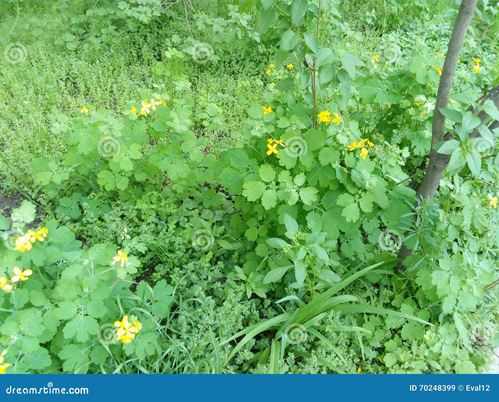 Flowering Bush Celandine among Green Grass Stock Image - Image of ...
