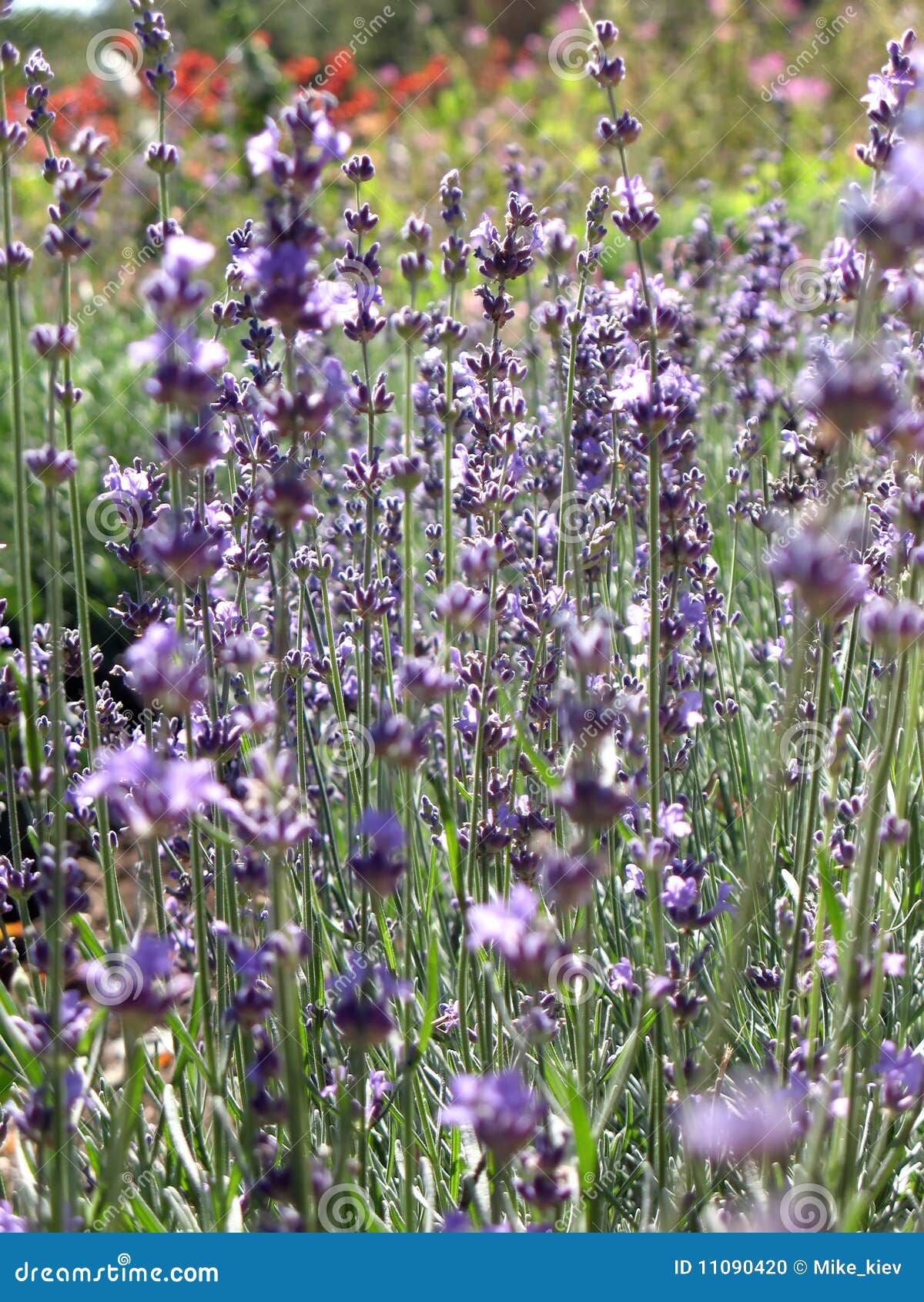 Flowering bush of lavender stock photo. Image of herbal - 11090420