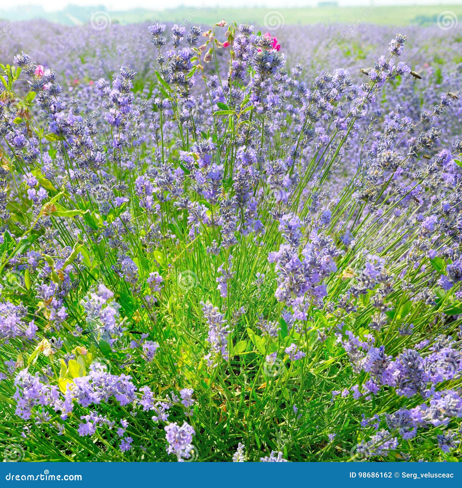 Flowering bush of lavender stock photo. Image of farm - 98686162