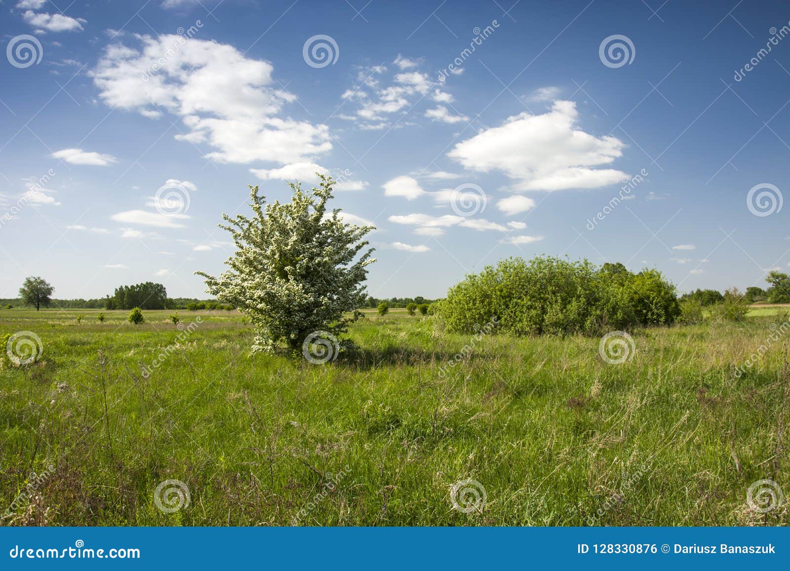 Flowering Bush in the Meadow and Clouds in the Sky Stock Photo - Image ...