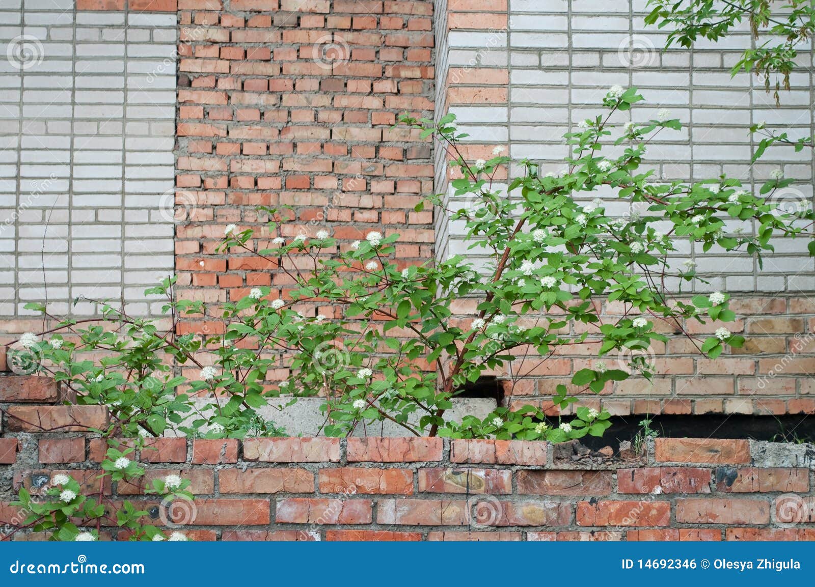 Flowering bush and wall stock photo. Image of green, construction ...