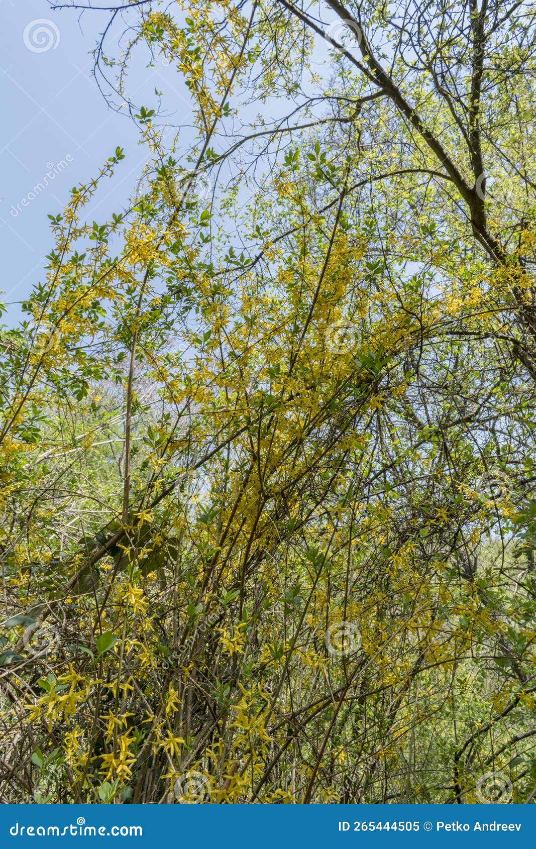 Flowering Bush in Yellow in the Spring Stock Image - Image of spring ...