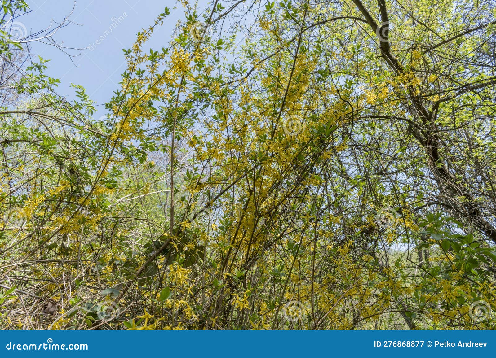 Flowering Bush in Yellow in the Spring Stock Image - Image of ...
