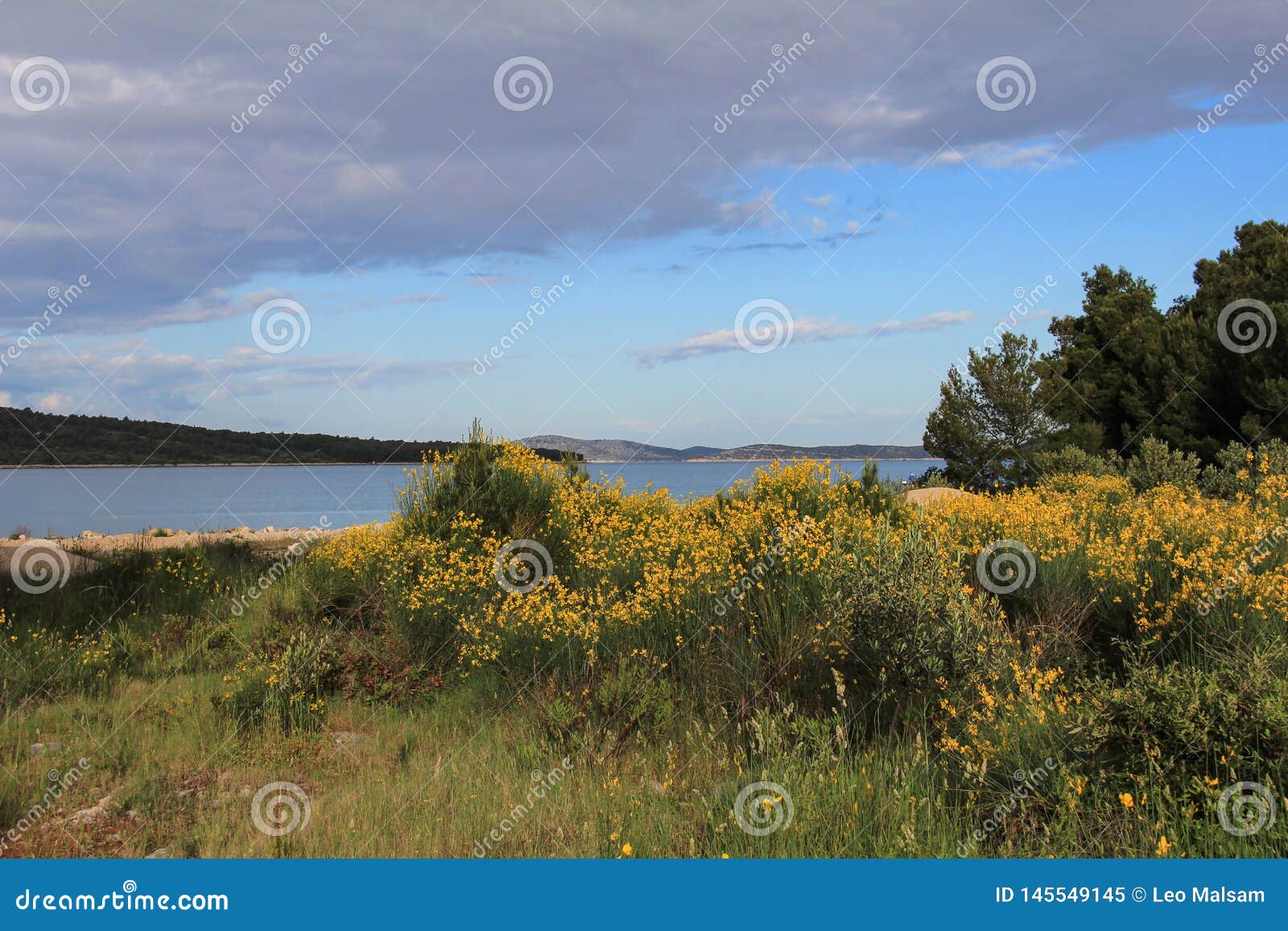 Flowering Bushes on the Shore of the Adriatic Sea Stock Image - Image ...