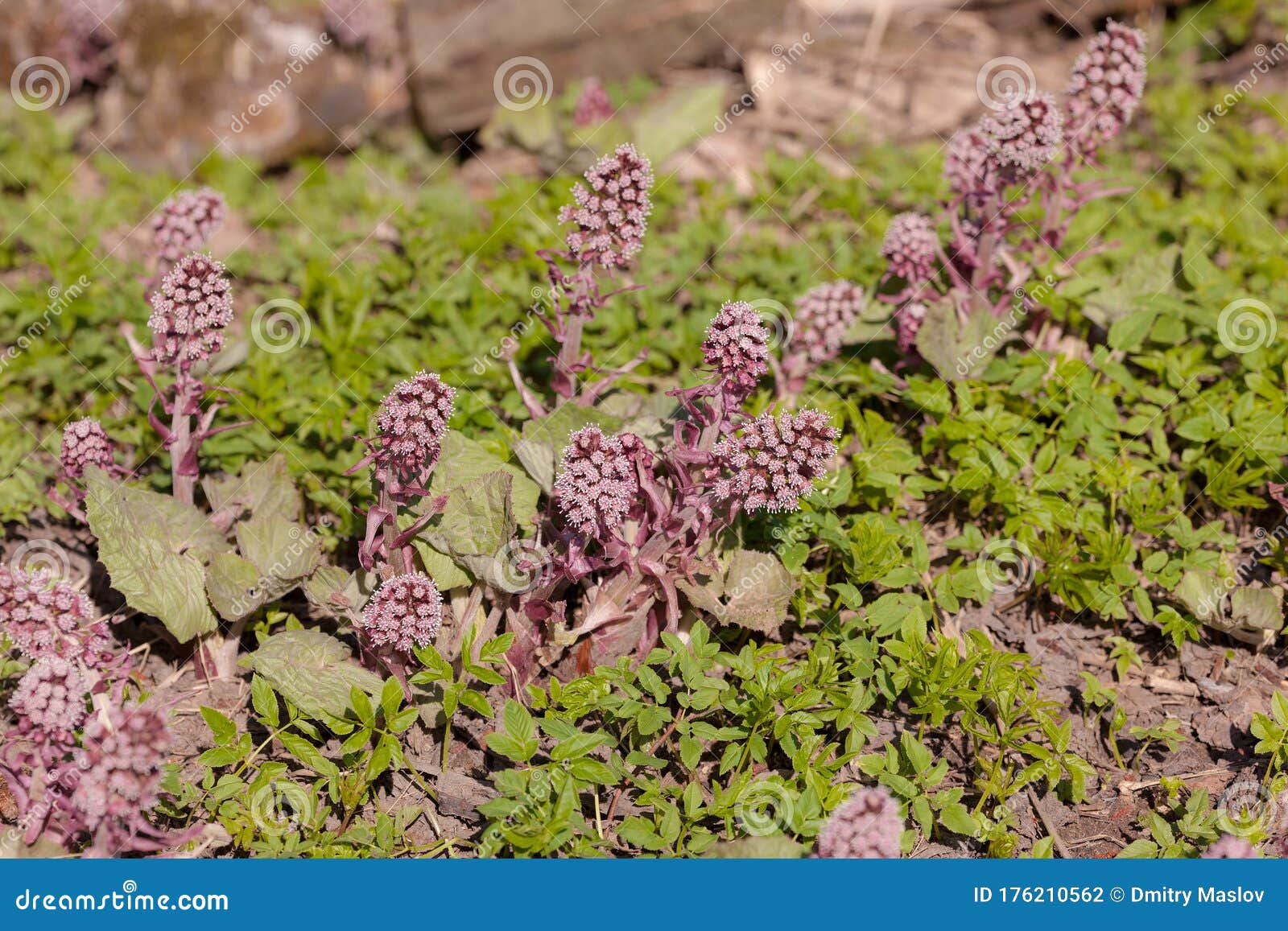 Flowering Butterbur in Spring Stock Photo - Image of blooming, sunlight ...