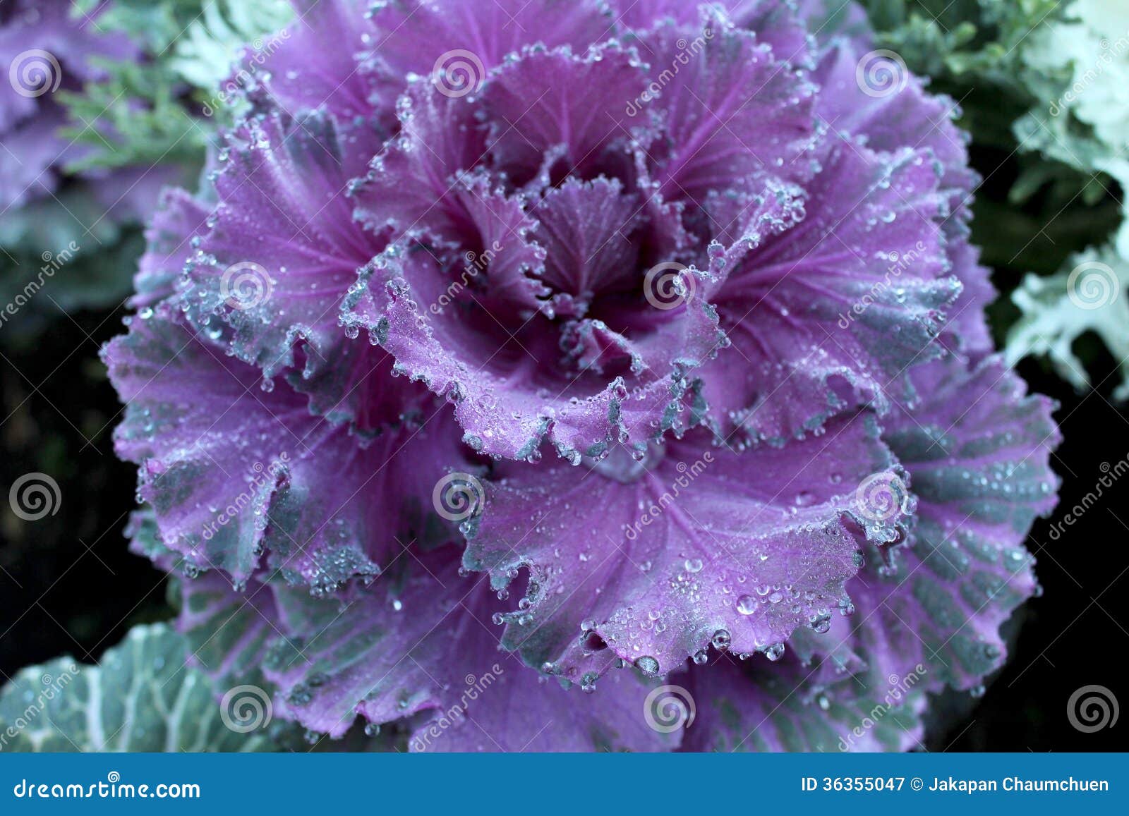 Flowering Cabbage stock image. Image of blossoming, ingredient - 36355047