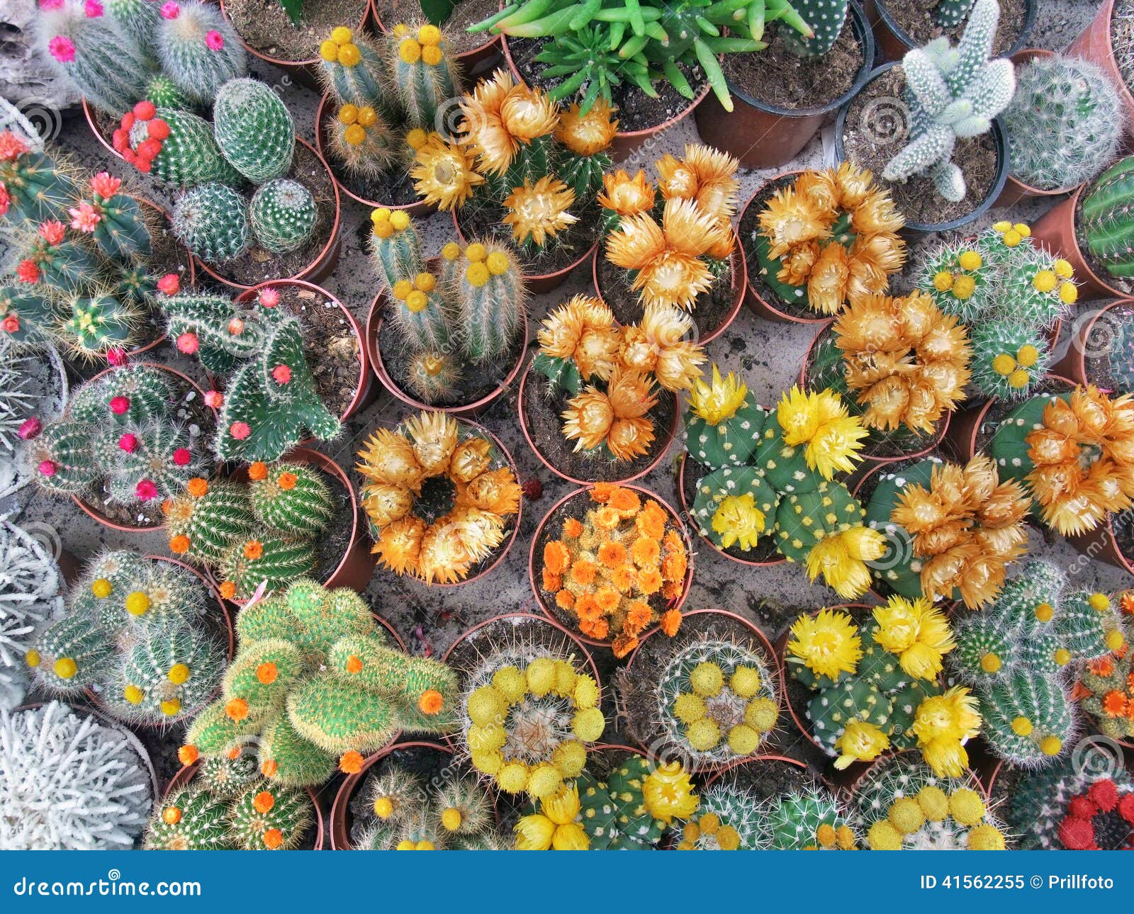 Flowering cacti stock image. Image of abloom, cactusses - 41562255