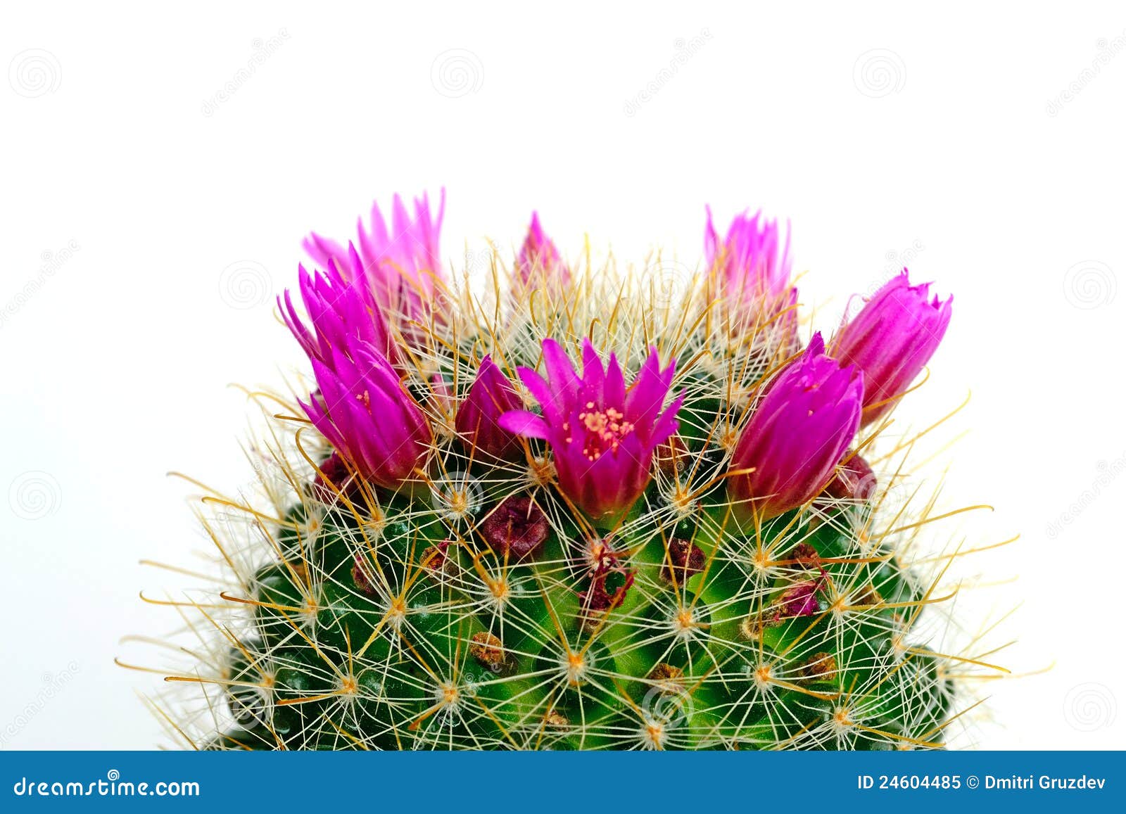 Flowering cactus stock image. Image of macro, indoors - 24604485