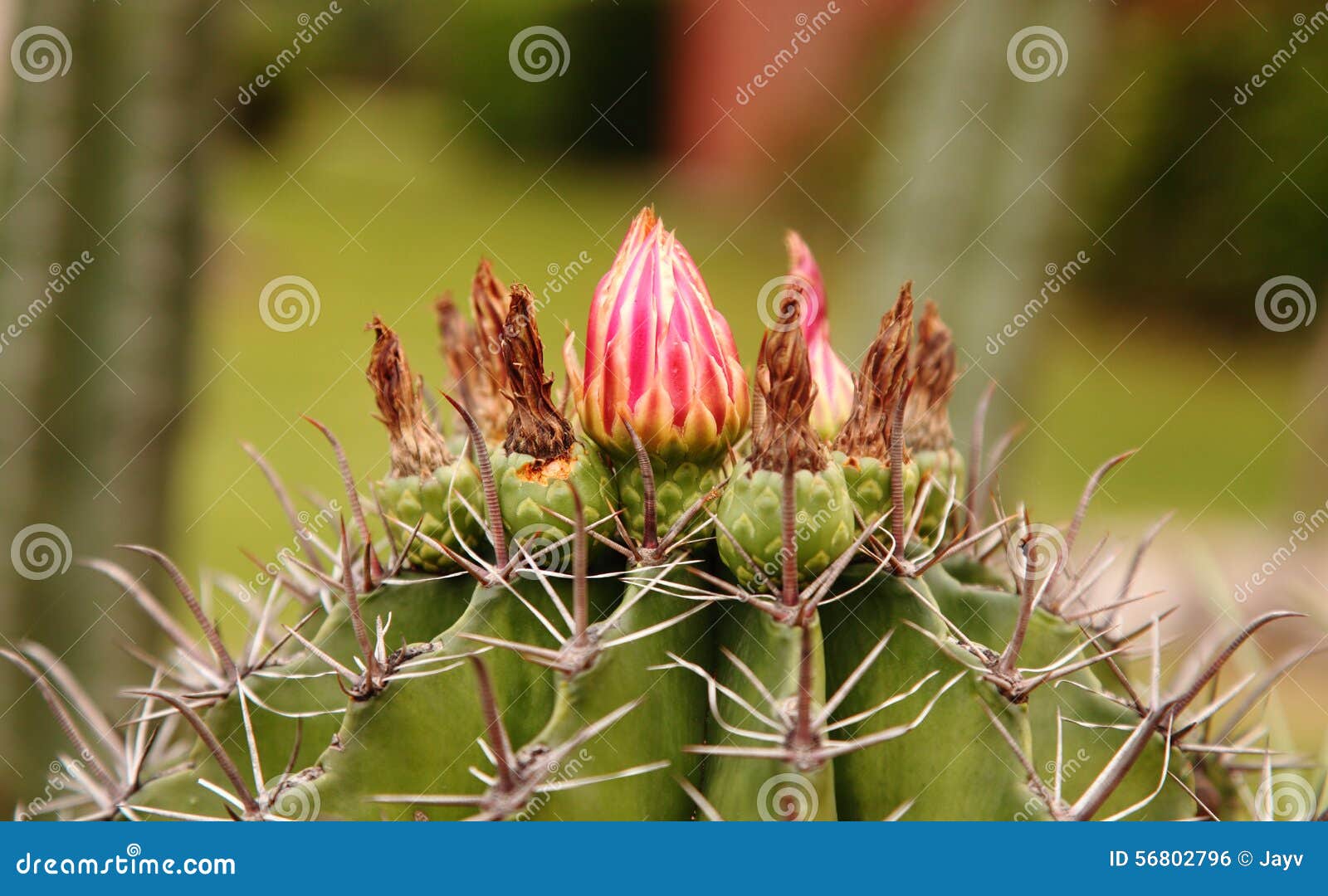 Flowering Cactus stock photo. Image of arid, landscape - 56802796