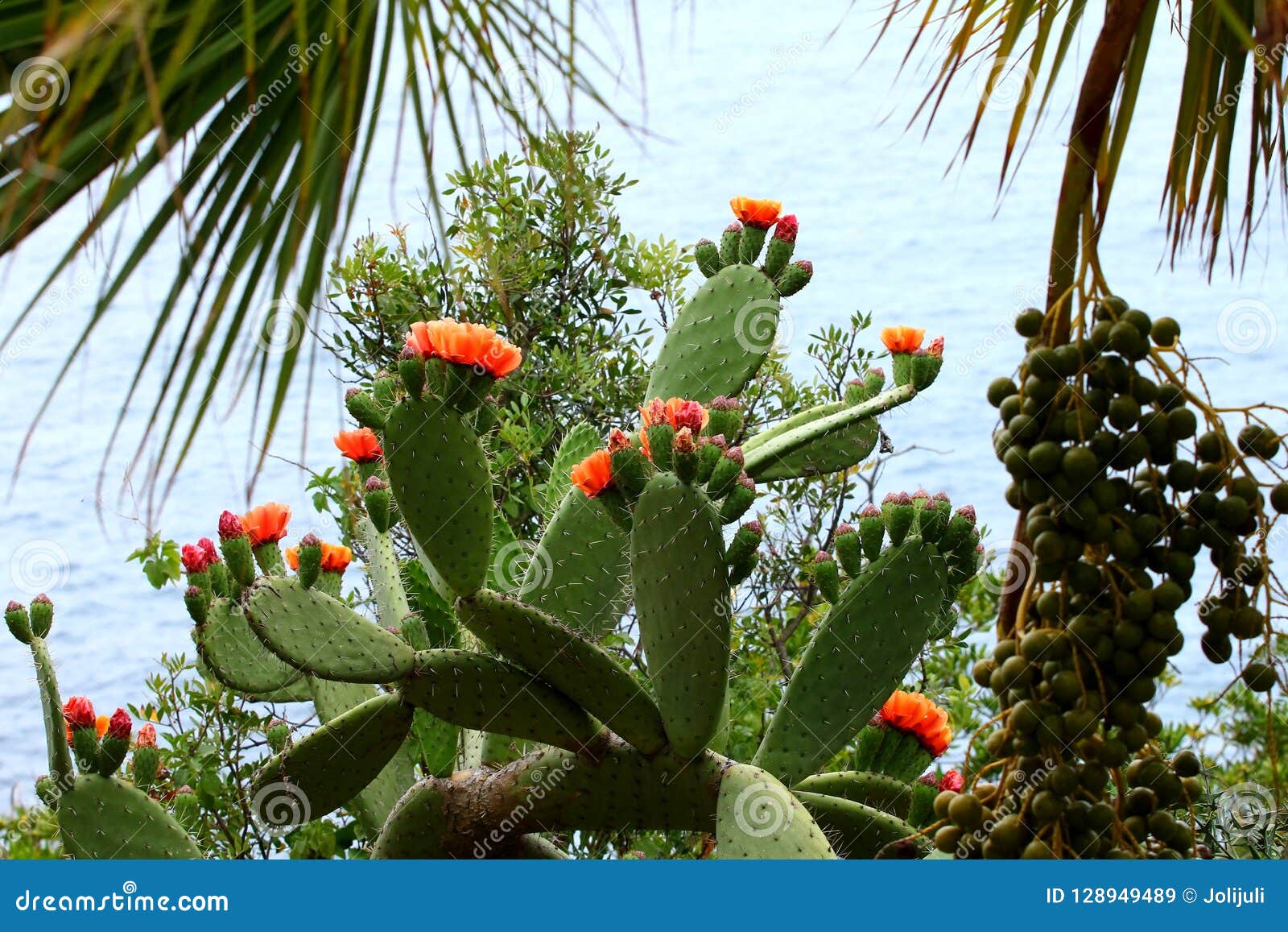 Flowering cactus stock image. Image of flowering, blooming - 128949489