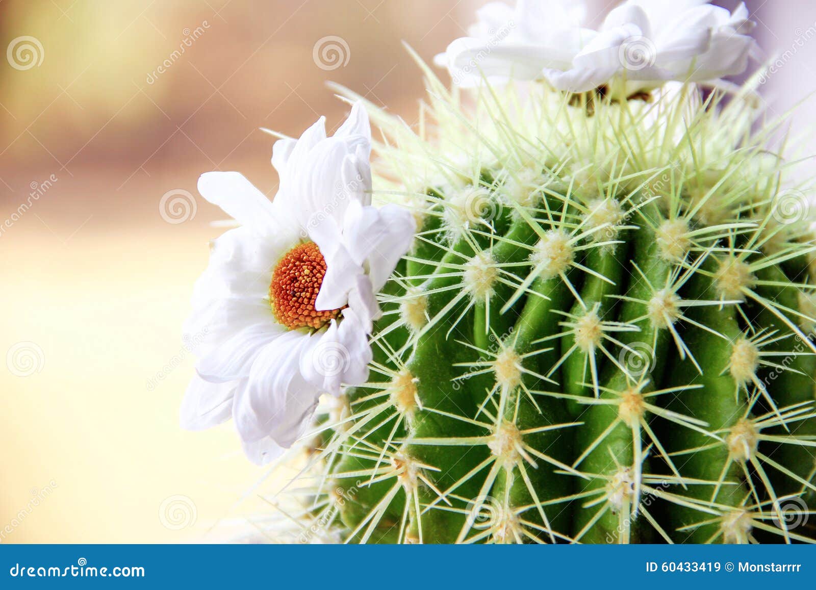 Flowering cactus stock image. Image of sunny, flowering - 60433419