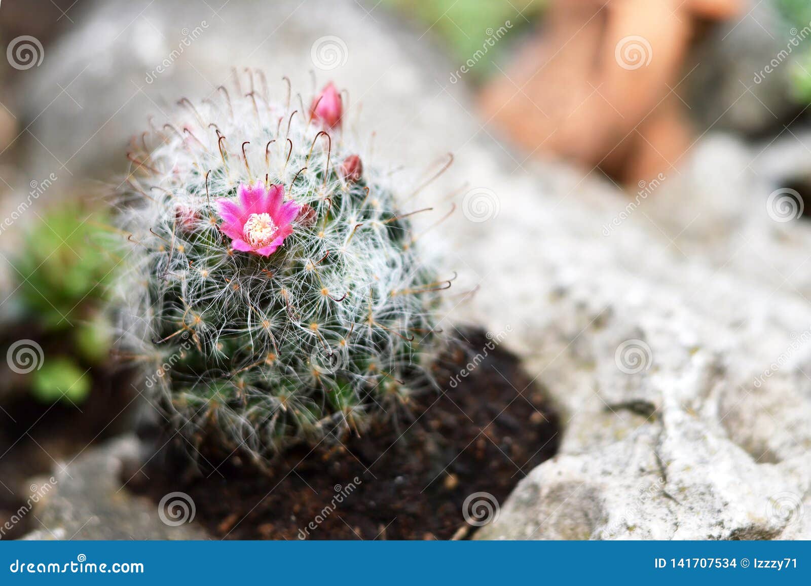 Flowering Cactus in the Garden Stock Photo - Image of blooming, flower ...