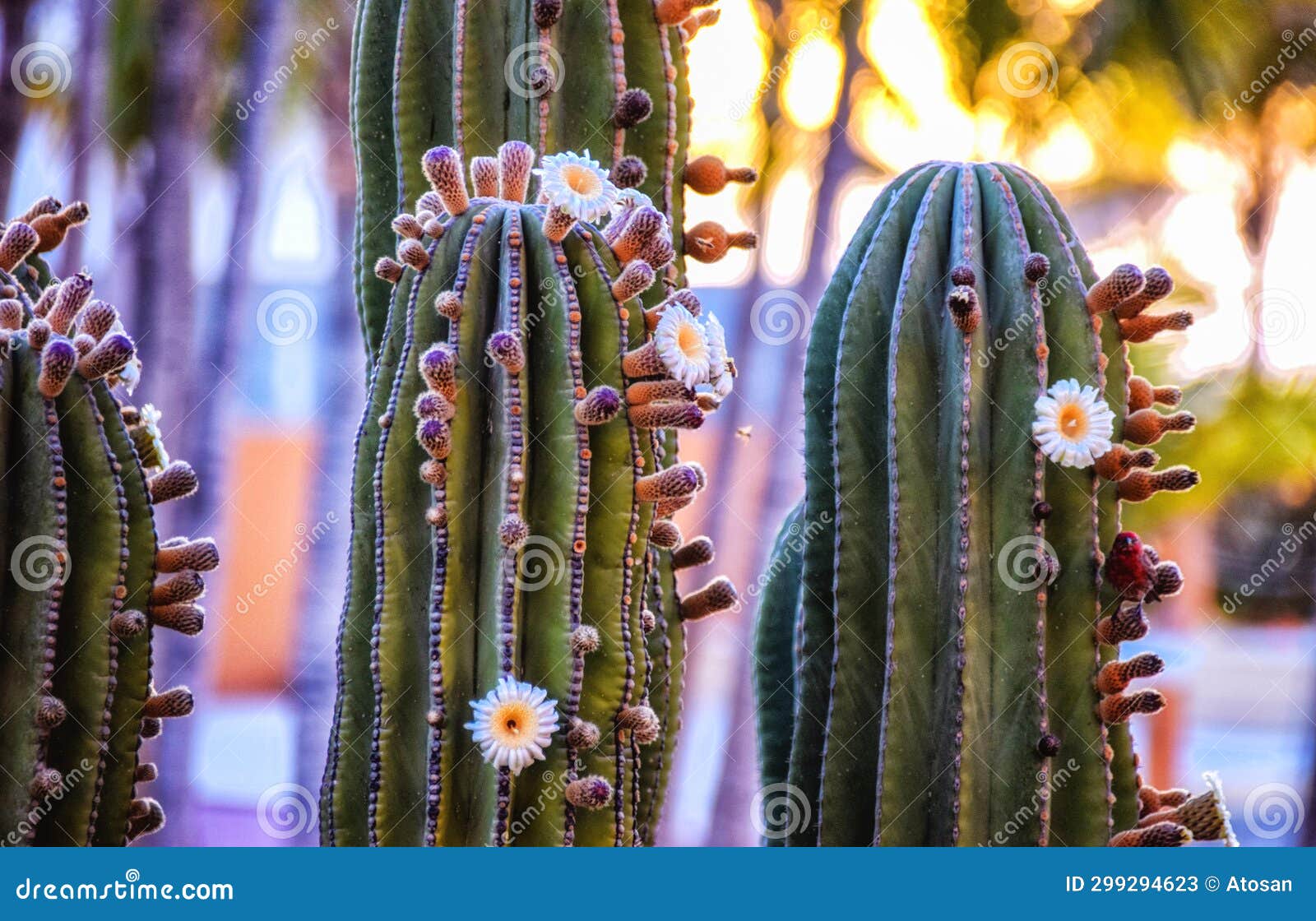 Flowering Cactus in Mexico stock image. Image of blooming - 299294623