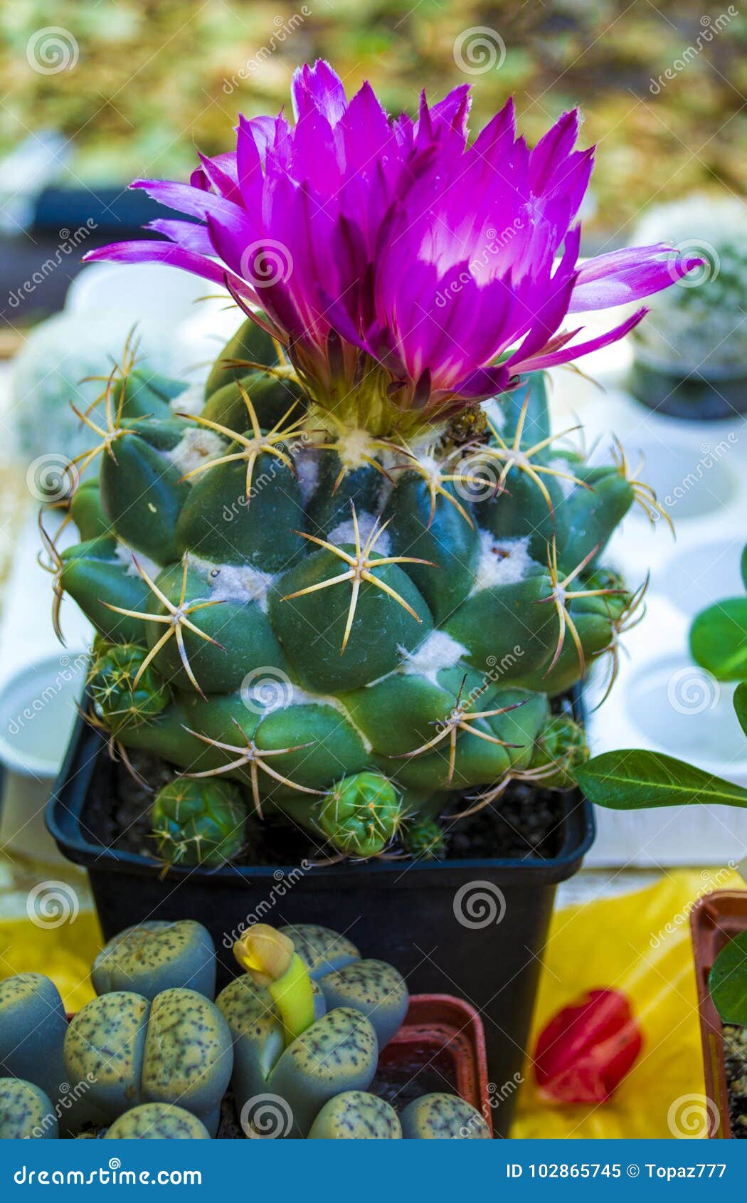 Flowering Cactus. Pink Cactus Flowers Stock Image - Image of cactus ...