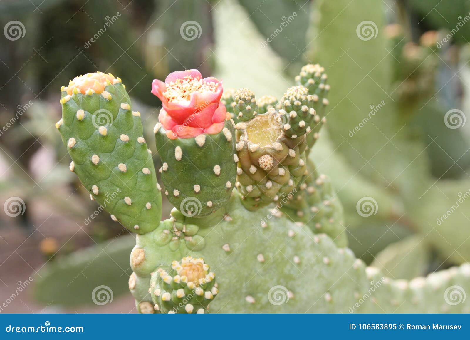 Flowering cactus red bud stock image. Image of northern - 106583895
