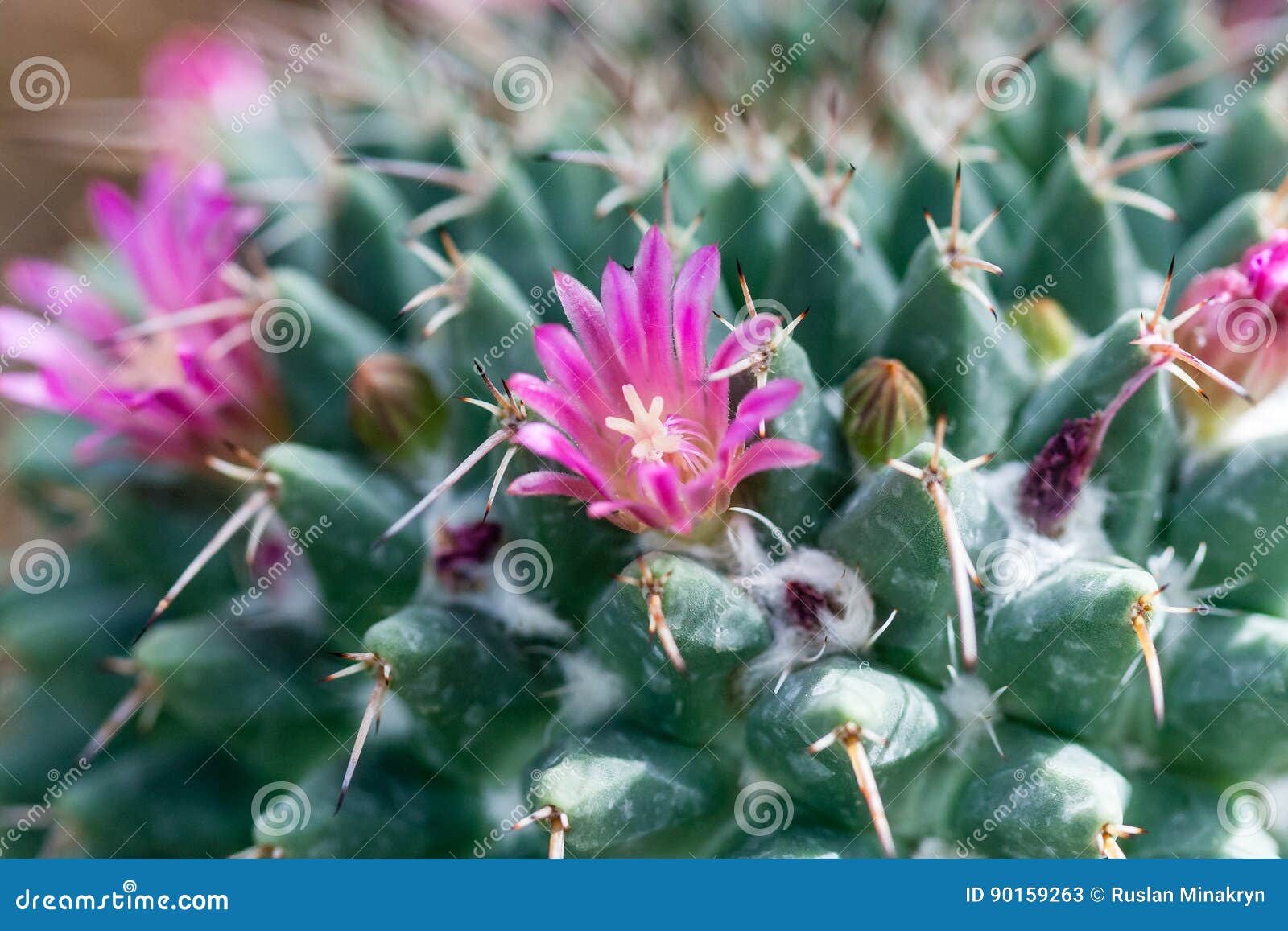 Flowering Cactus with Red Flowers Stock Image - Image of pink ...