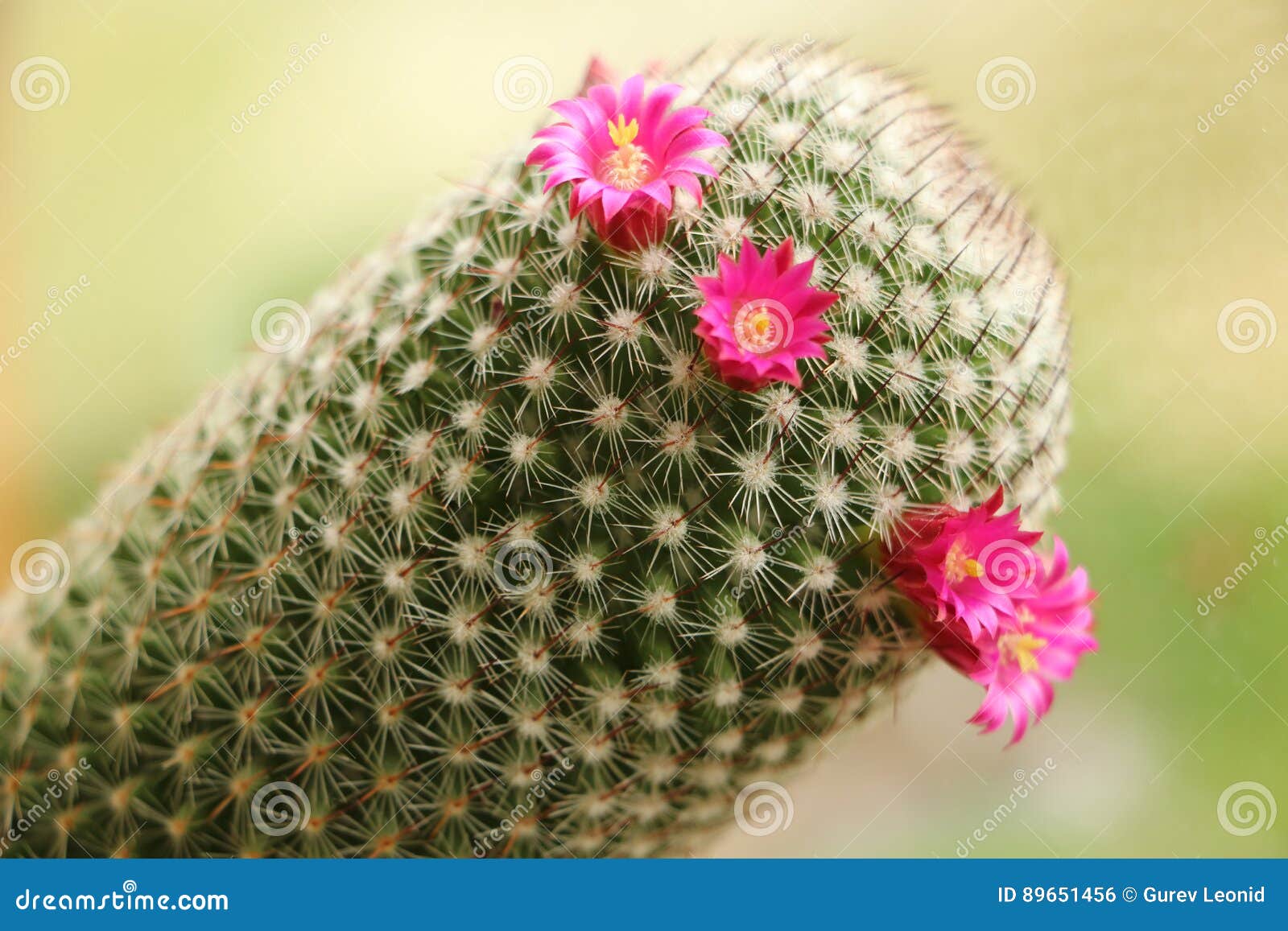 Flowering Cactus Small Scarlet Flowers Stock Photo - Image of prickly ...