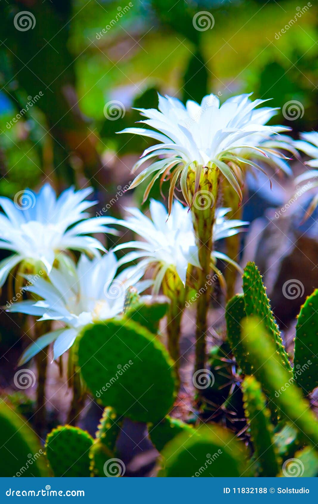Flowering of cactuses stock photo. Image of floral, nature - 11832188