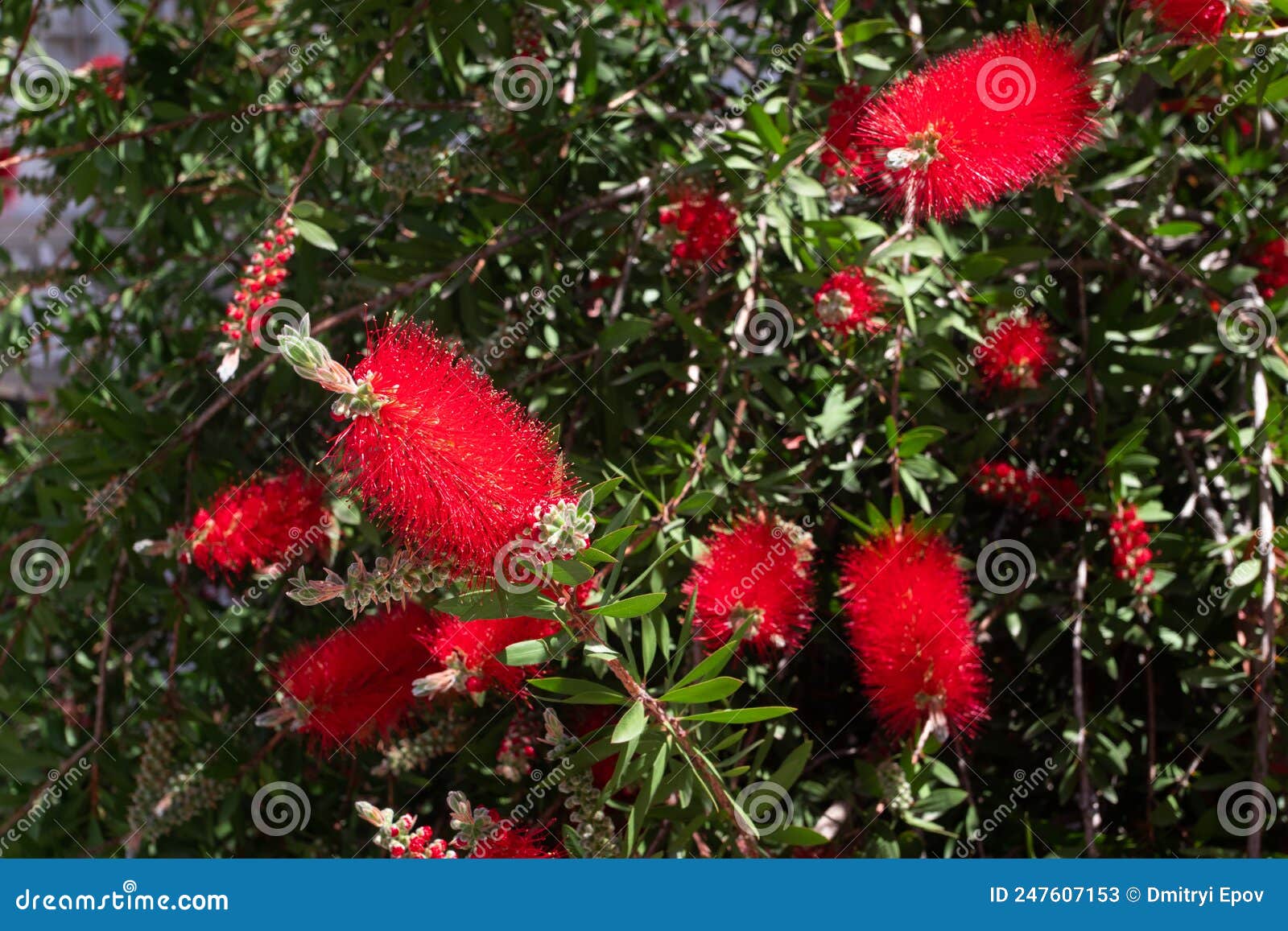 A Flowering Callistemon Tree with Red Bottlebrush Stock Image - Image ...