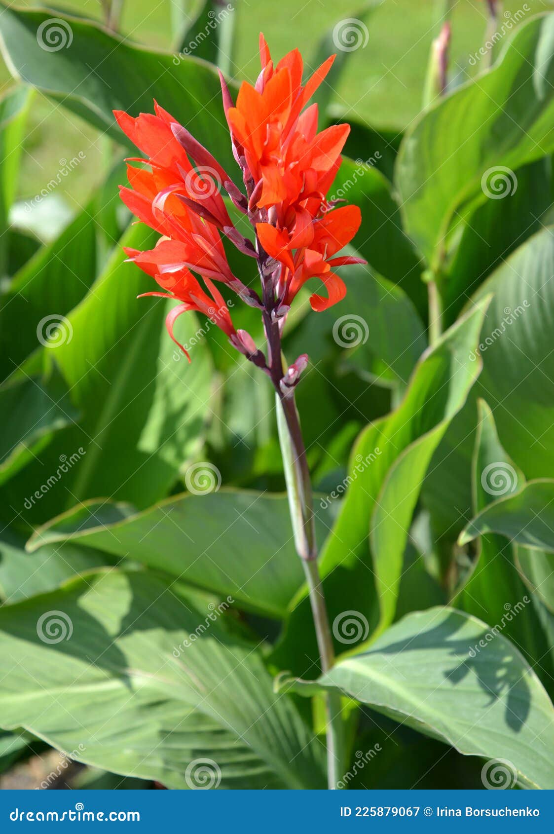Flowering Canna Indian Canna Indica L., General View Stock Image ...