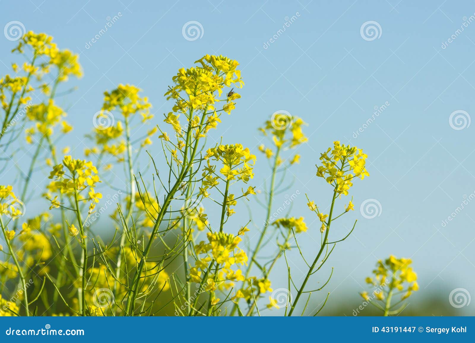 Flowering canola stock image. Image of yellow, head, meadow - 43191447