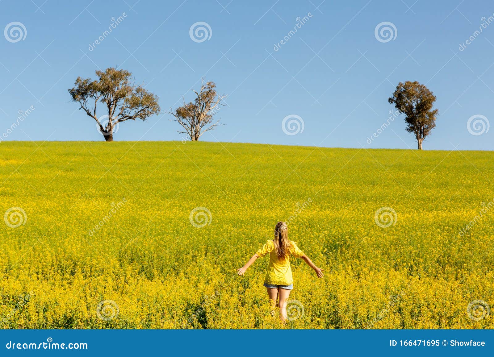 Flowering Canola in Early Spring Stock Image - Image of farm, outdoors ...