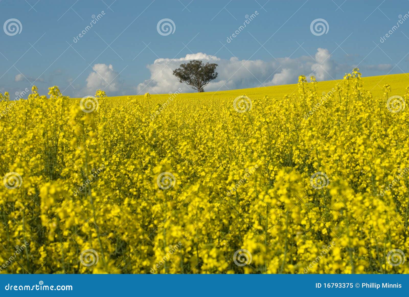 Flowering Canola Field stock image. Image of canola, beautiful - 16793375