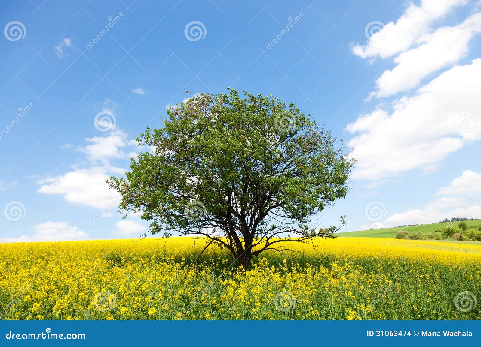 Flowering Canola or Rapeseed Field Stock Photo - Image of field, growth ...