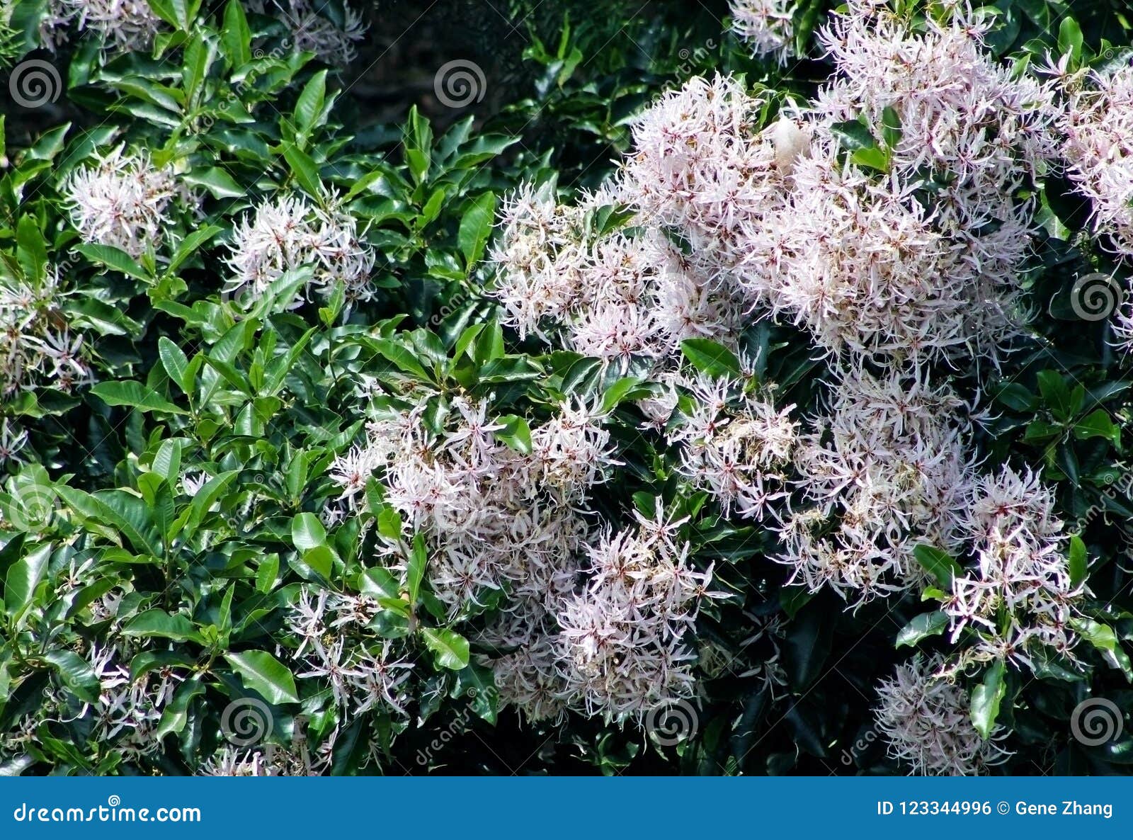 Flowering Cape Chestnut Tree, Calodendrum Capense Stock Photo - Image ...