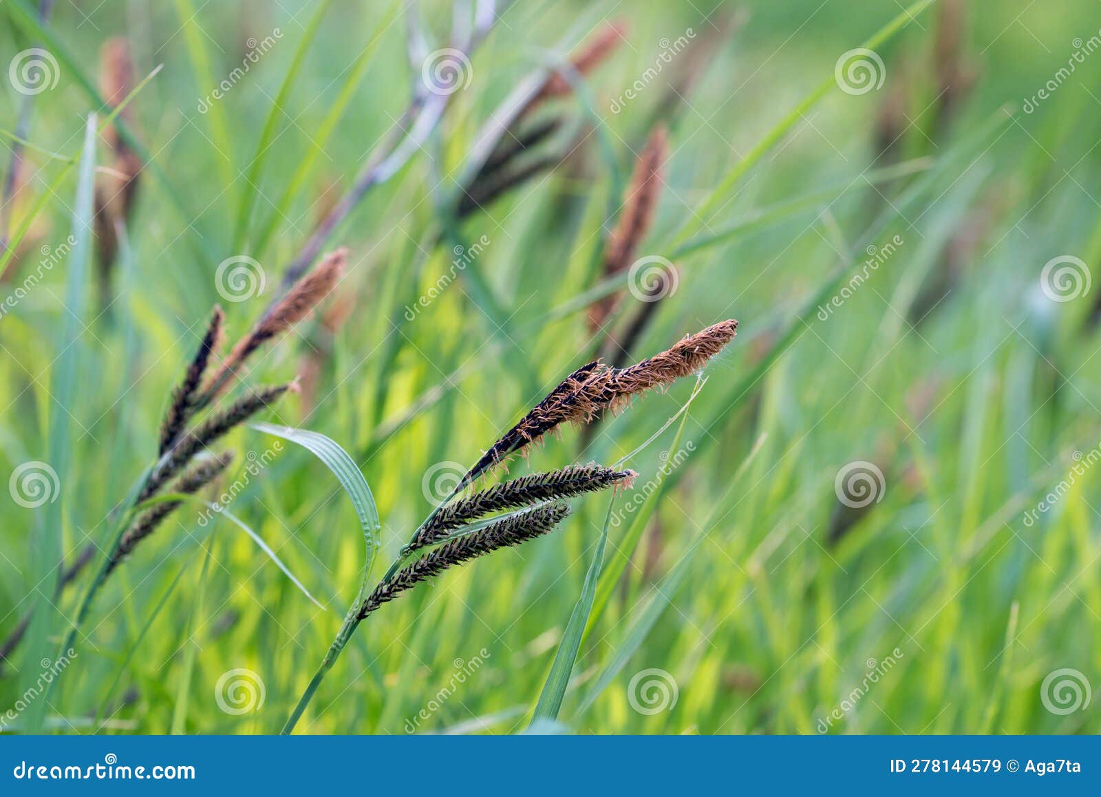 Flowering Carex Acutiformis, Lesser Pond-sedge Closeup Selective Focus ...