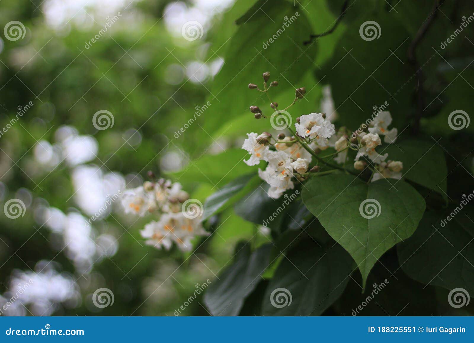 Flowering Catalpa Tree or Pasta Tree. Selective Focus Stock Image ...