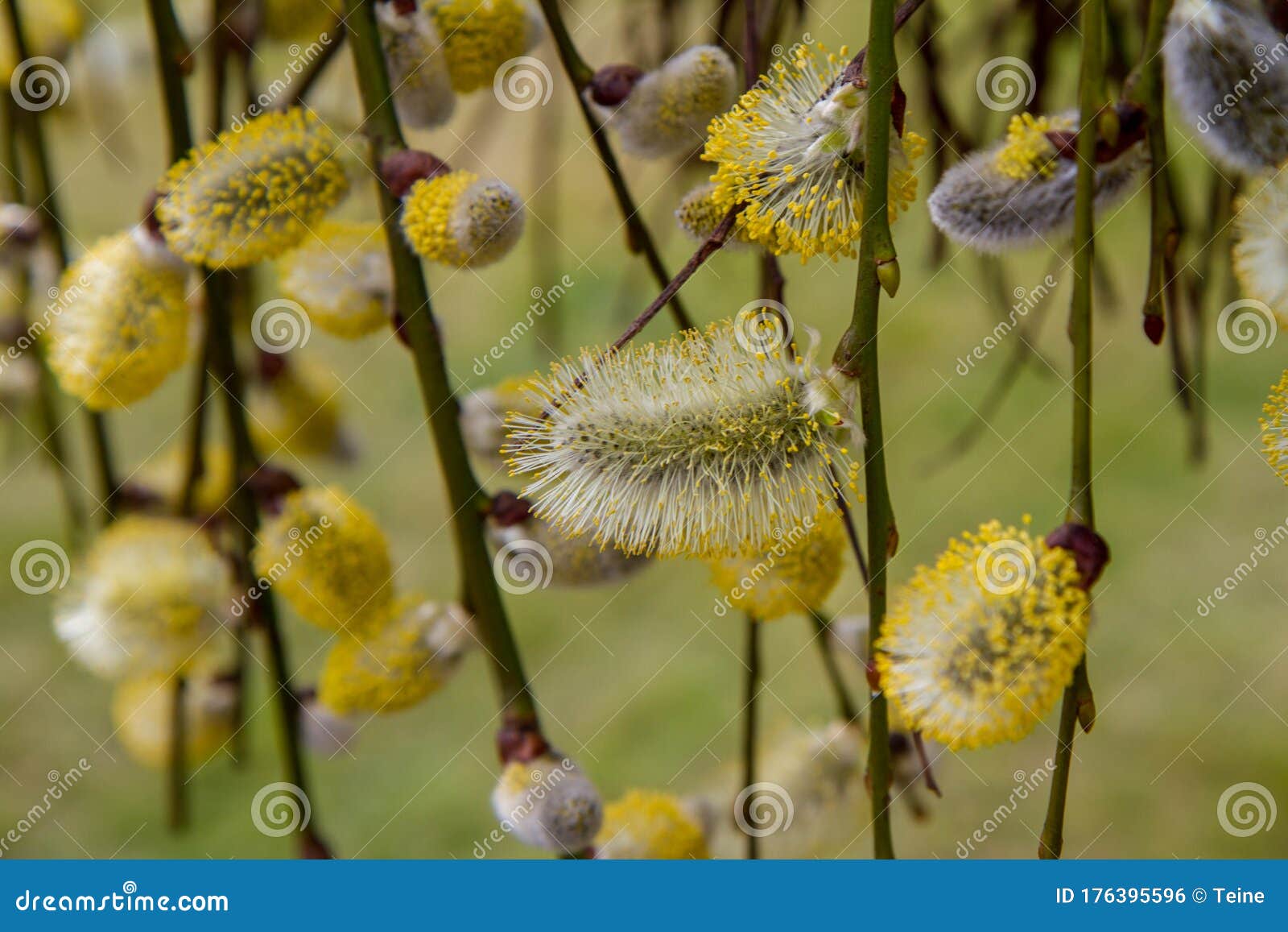 Flowering catkins stock photo. Image of macro, blue - 176395596