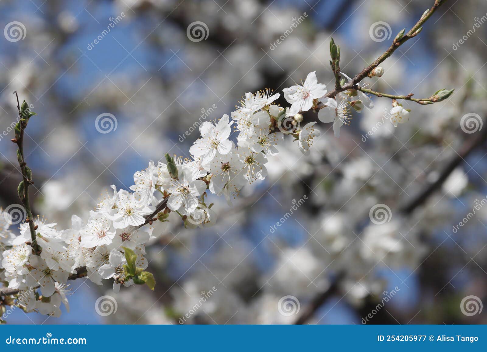 Flowering cherry plum tree stock image. Image of nature - 254205977