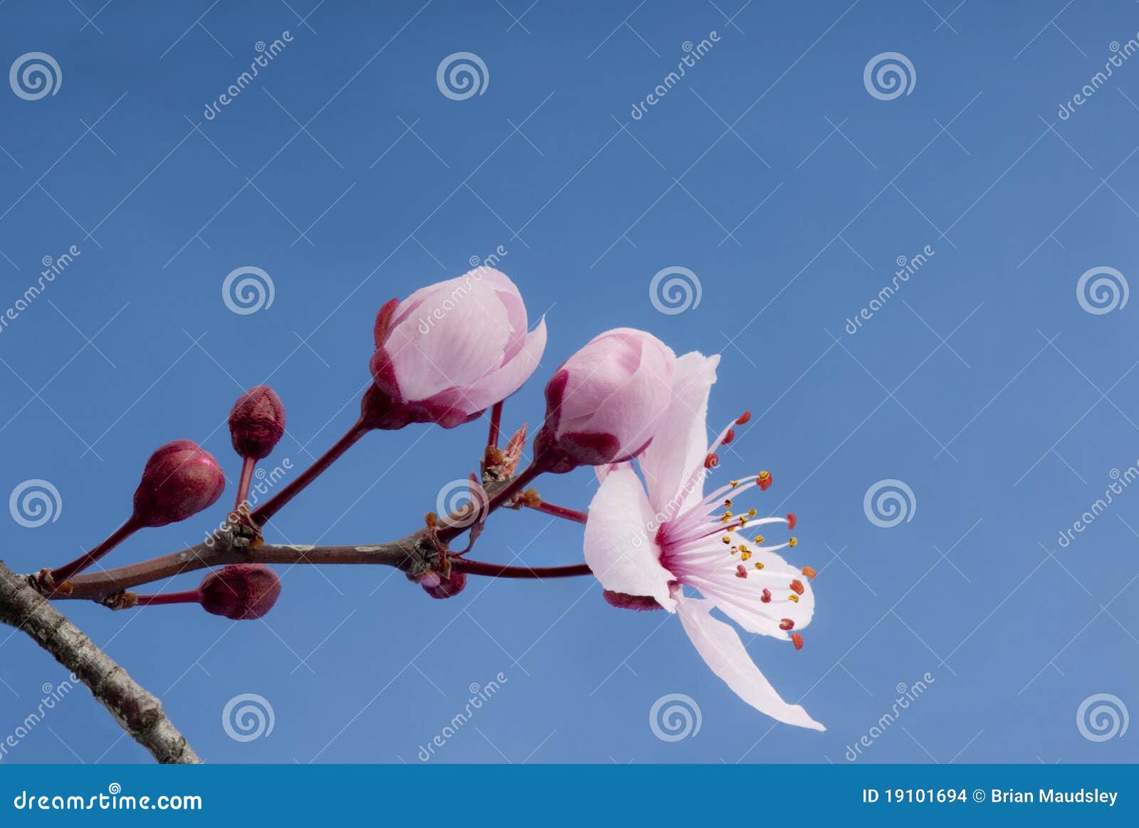 Flowering Cherry (Prunus Sp) in Spring. Stock Photo - Image of natural ...