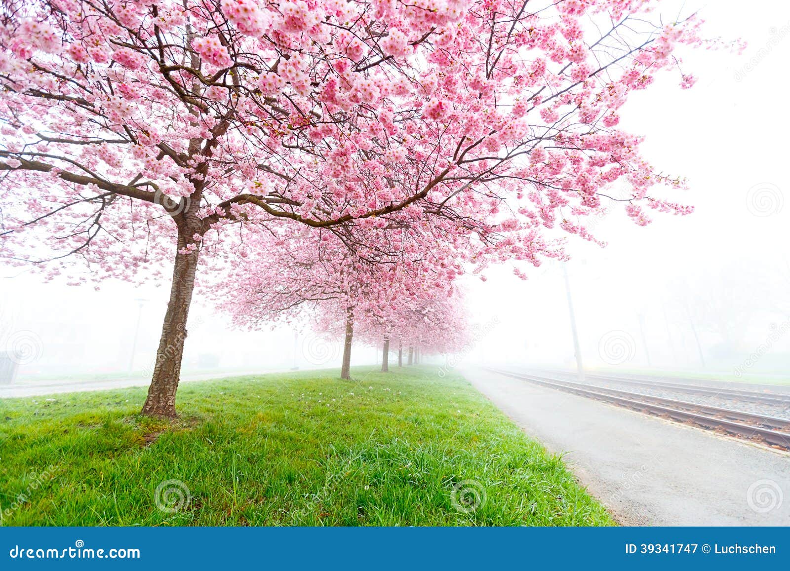 Flowering Cherry, Sakura Trees Stock Image - Image of blossoming, green ...